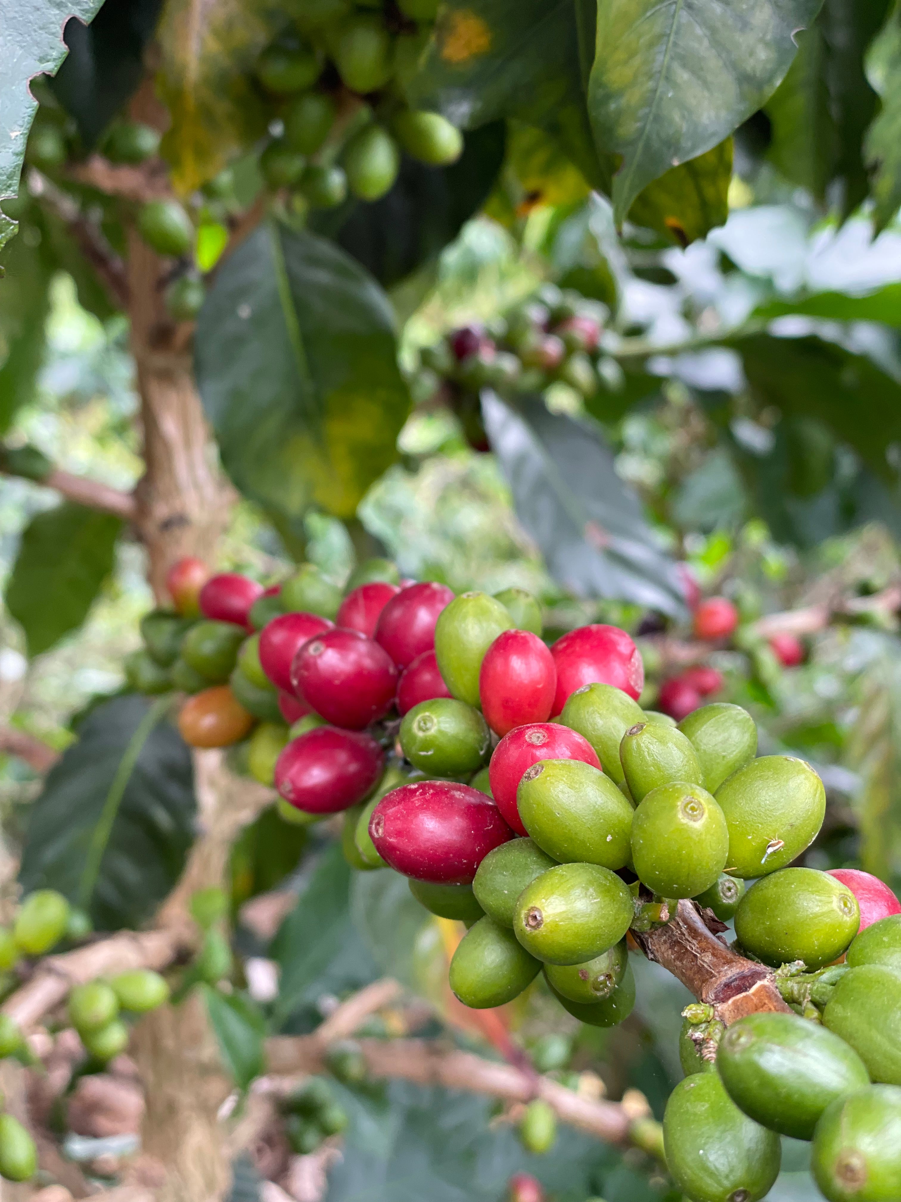SPECIALTY COFFEE – Alchimia Coffee